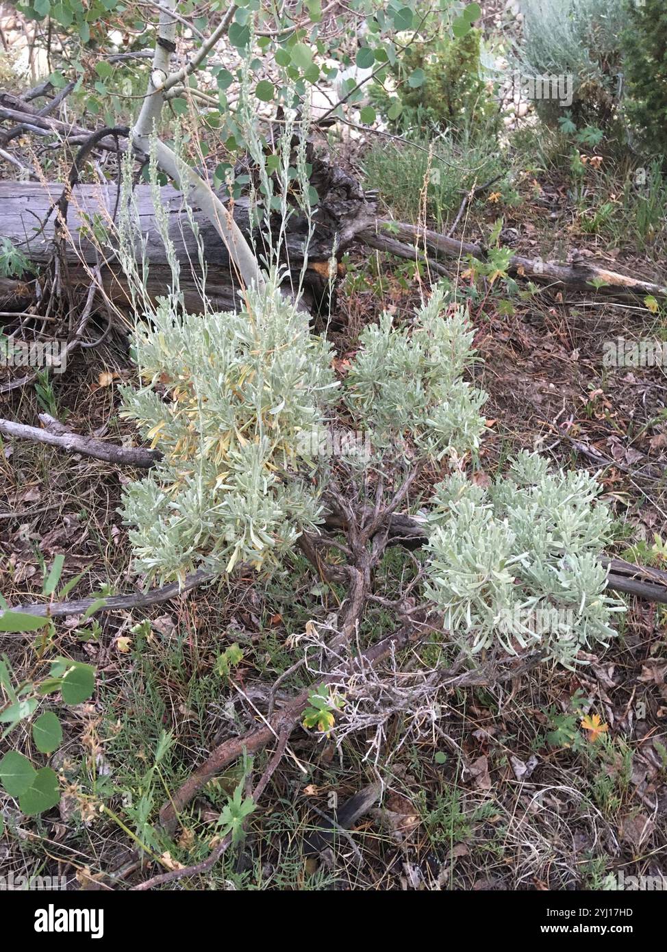Big Sagebrush (Artemisia tridentata Stock Photo - Alamy