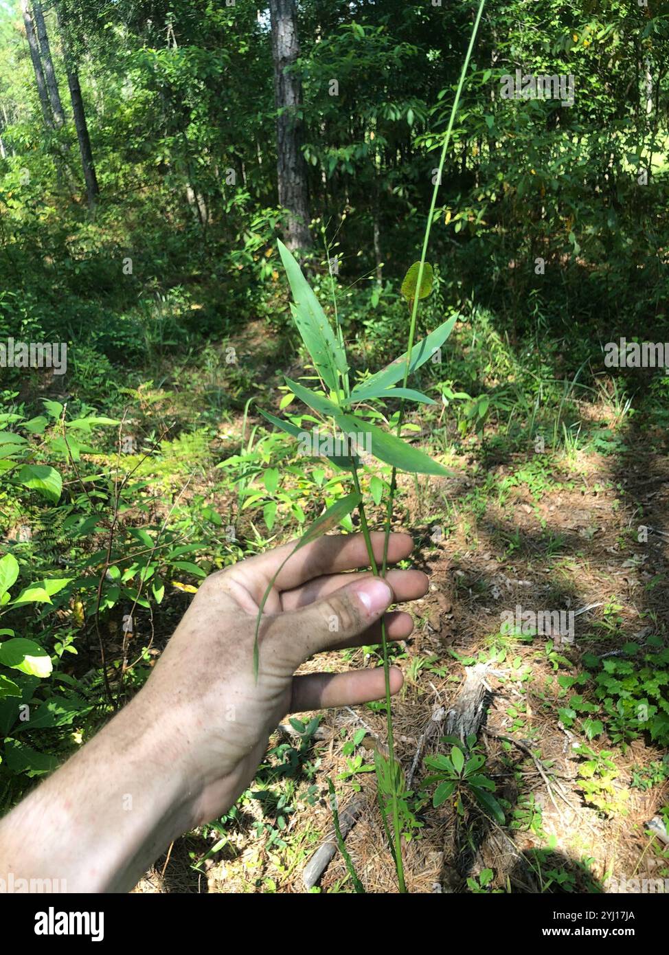 Variable Witchgrass (Dichanthelium commutatum commutatum Stock Photo ...