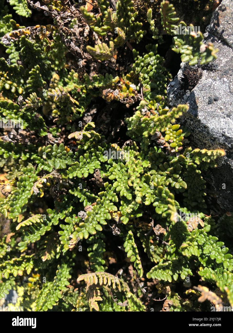 lace lip fern (Myriopteris gracillima Stock Photo - Alamy
