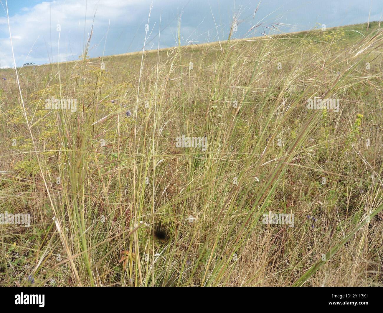 Dwarf Feather Grass (Stipa capillata Stock Photo - Alamy