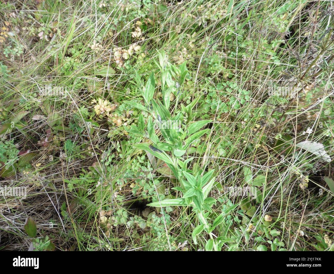 Common Gromwell (Lithospermum officinale Stock Photo - Alamy