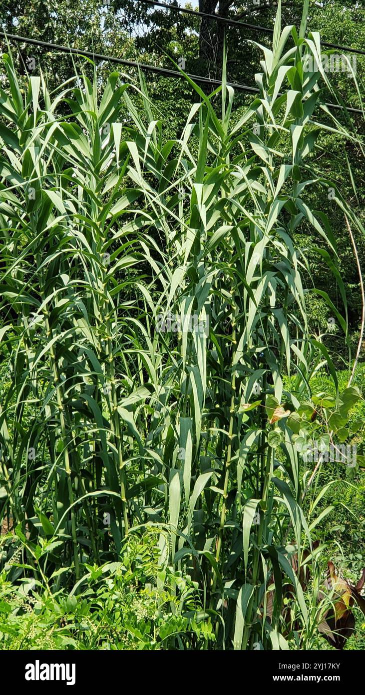 giant reed (Arundo donax Stock Photo - Alamy
