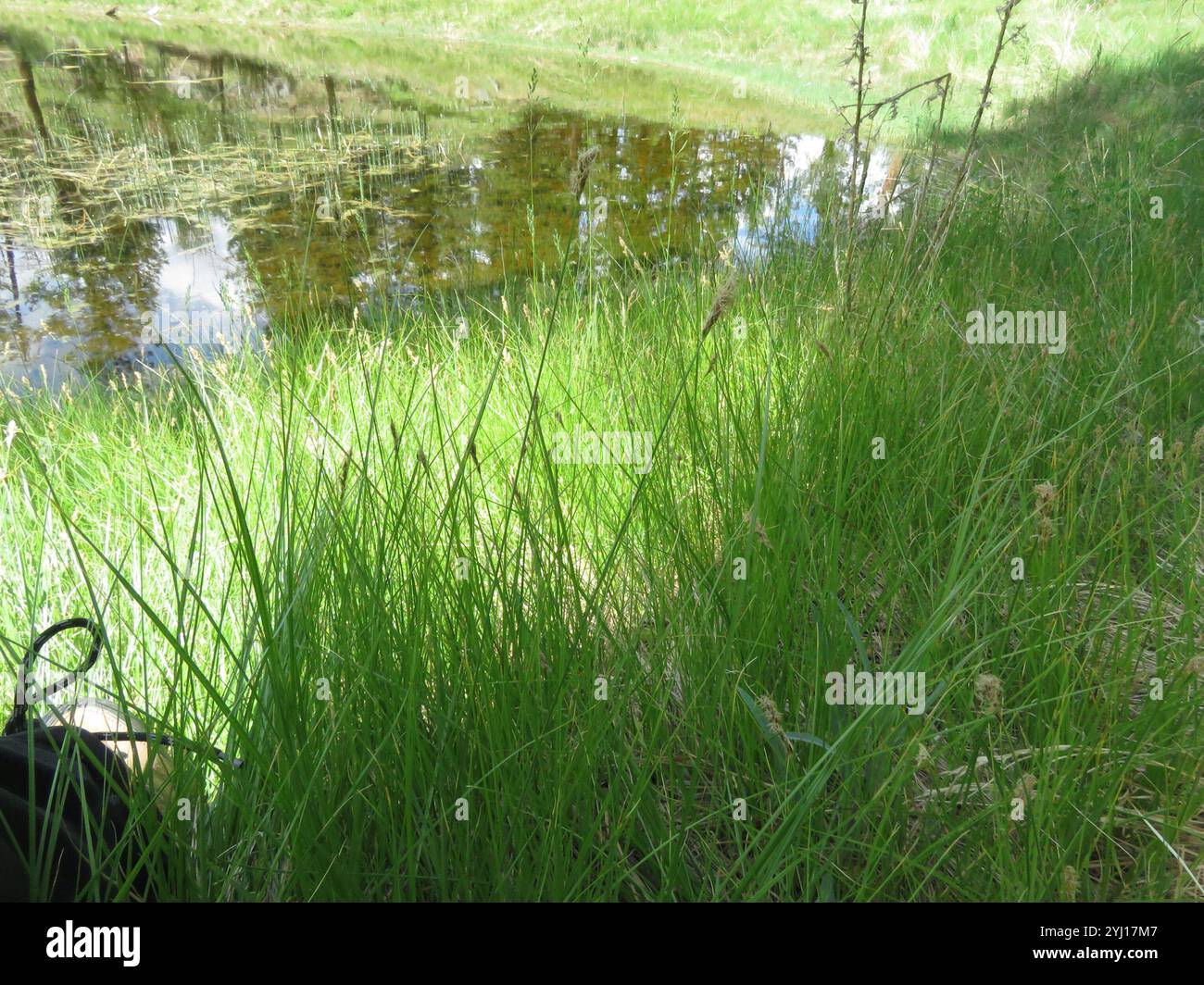 true sedges (Carex Stock Photo - Alamy