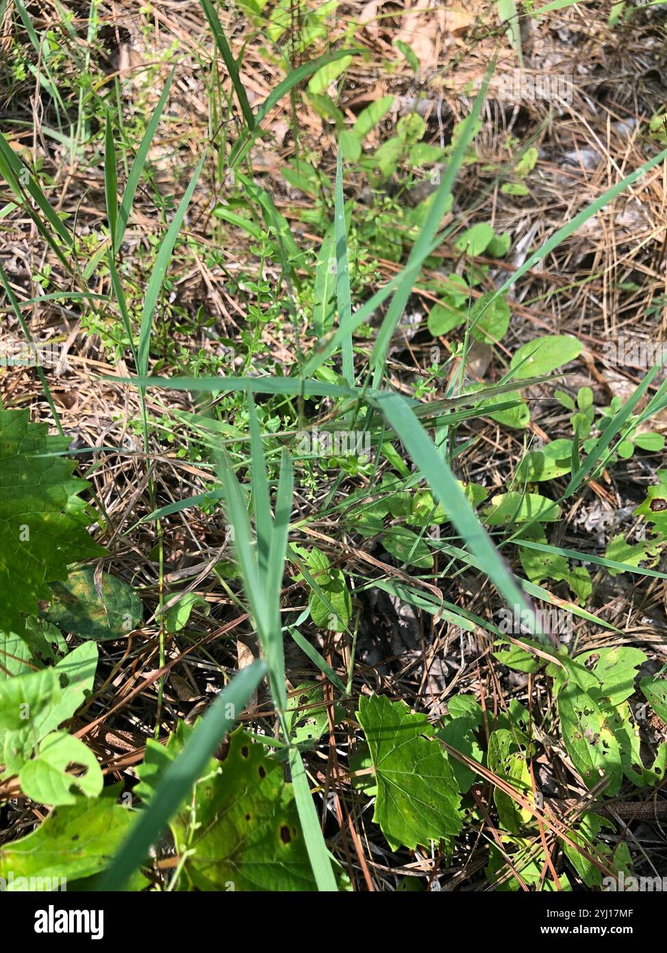 Fall Witchgrass (Digitaria cognata Stock Photo - Alamy