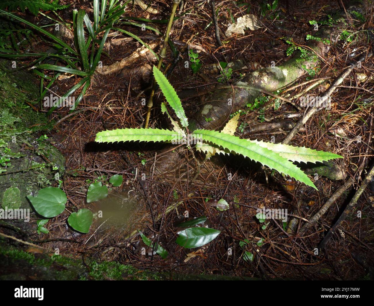 Rewarewa (Knightia excelsa Stock Photo - Alamy
