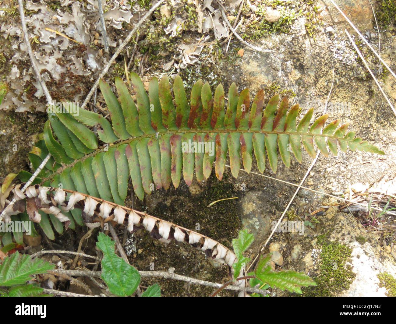 shield ferns (Polystichum Stock Photo - Alamy
