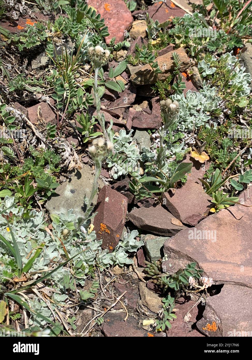Alpine Pussytoes (Antennaria alpina Stock Photo - Alamy