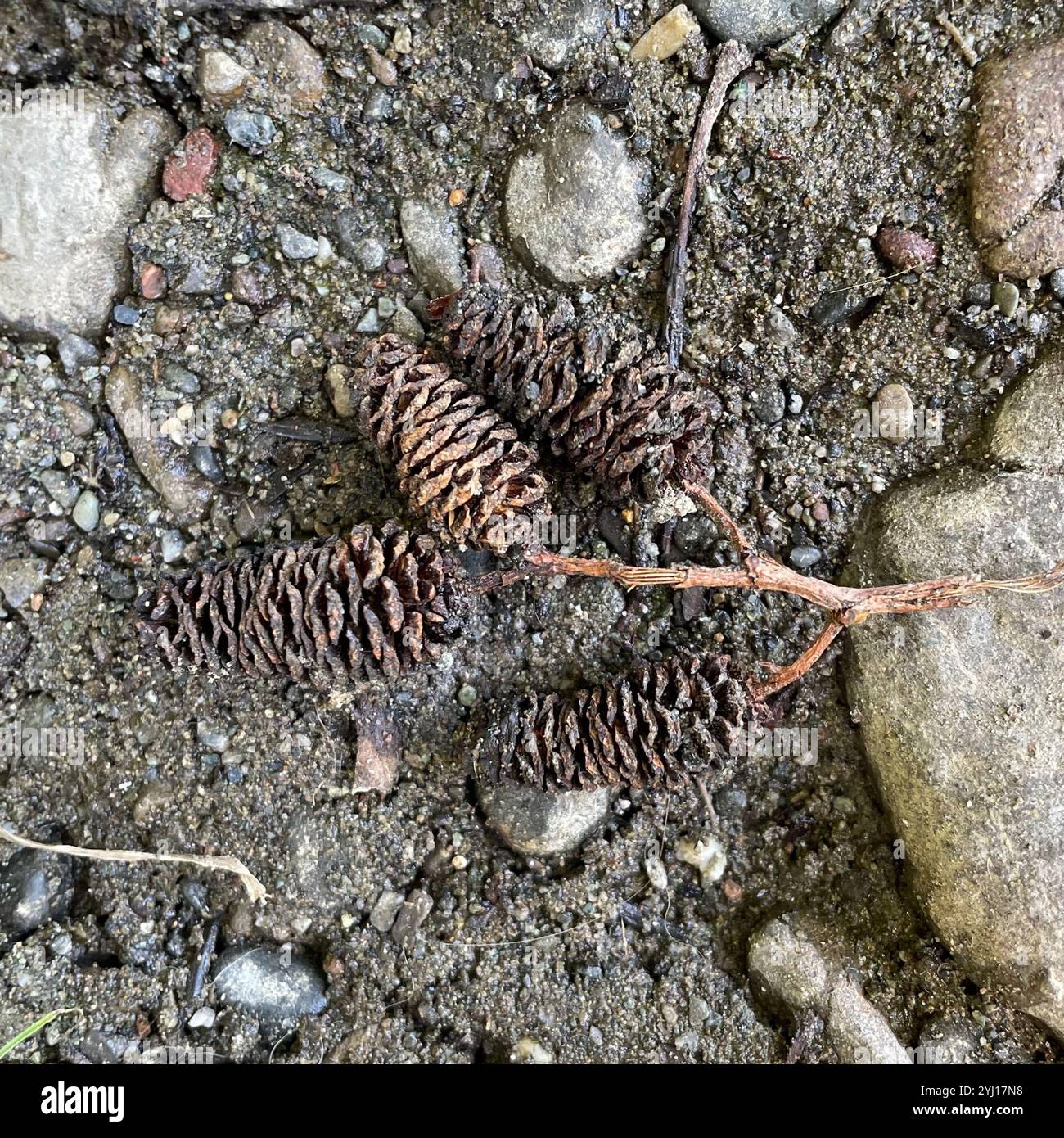 Red Alder (Alnus rubra Stock Photo - Alamy