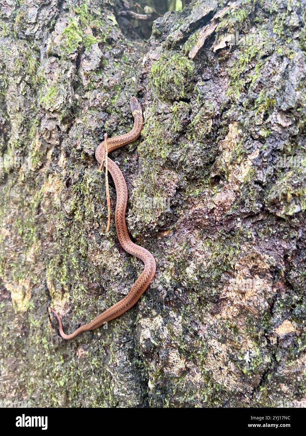 Red-bellied Snake (Storeria occipitomaculata Stock Photo - Alamy