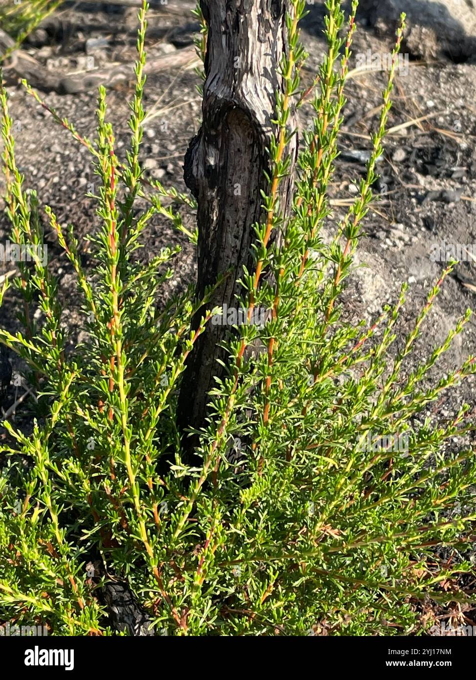 Adenostoma fasciculatum hi-res stock photography and images - Alamy