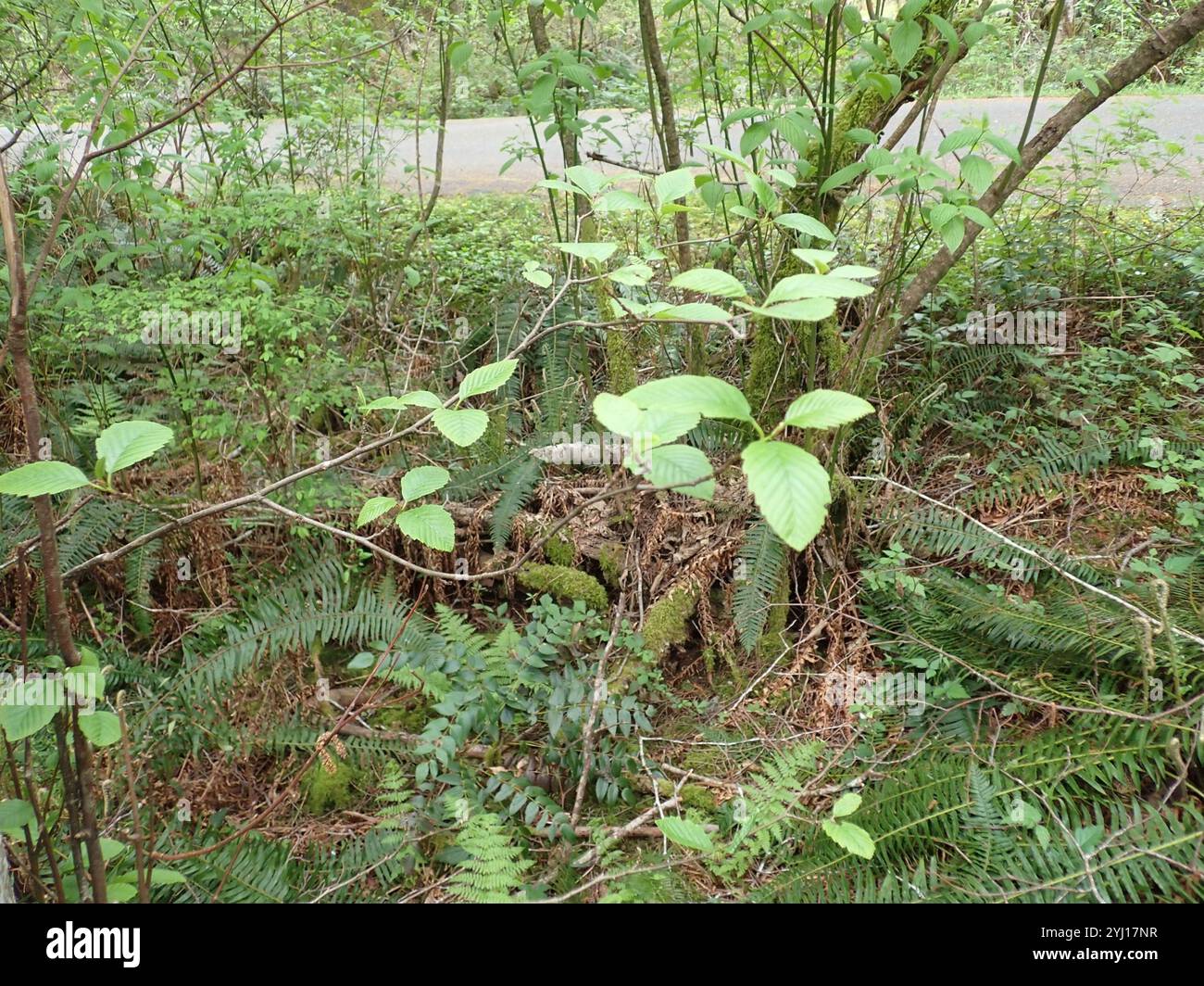 Red Alder (Alnus rubra Stock Photo - Alamy