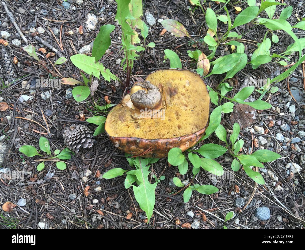 Western Painted Suillus (Suillus lakei Stock Photo - Alamy