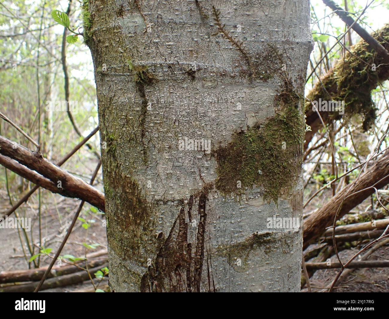 Red Alder (Alnus rubra Stock Photo - Alamy