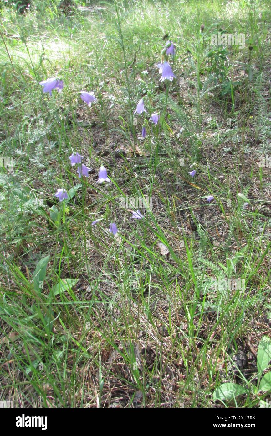 Common Harebell (Campanula rotundifolia Stock Photo - Alamy