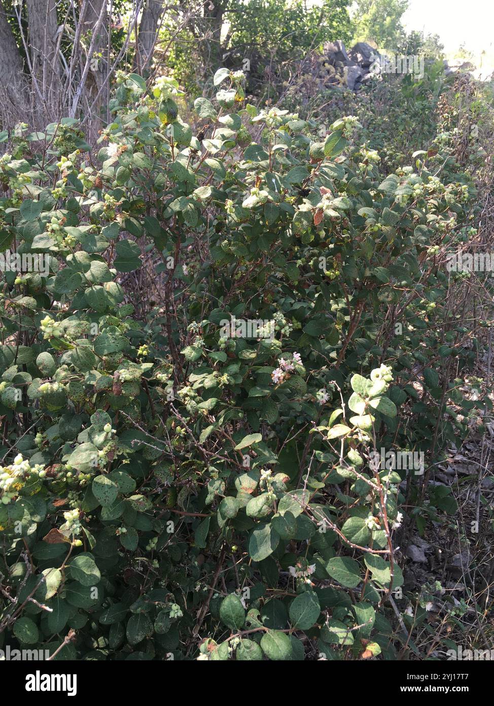 Western Snowberry (Symphoricarpos occidentalis Stock Photo - Alamy