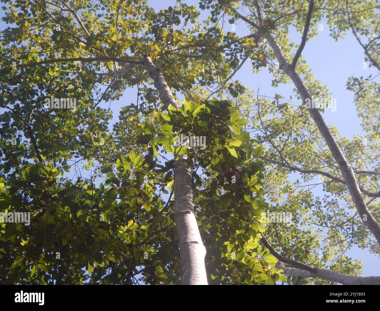 kapong tree (Tetrameles nudiflora Stock Photo - Alamy