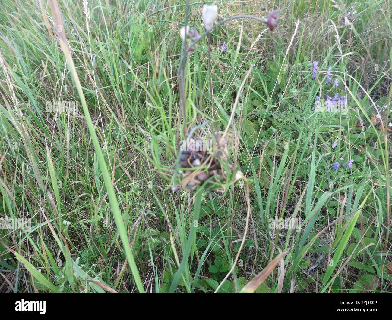 field garlic (Allium oleraceum Stock Photo - Alamy