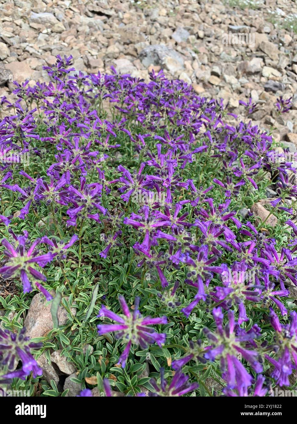 Sierra Penstemon (Penstemon heterodoxus Stock Photo - Alamy