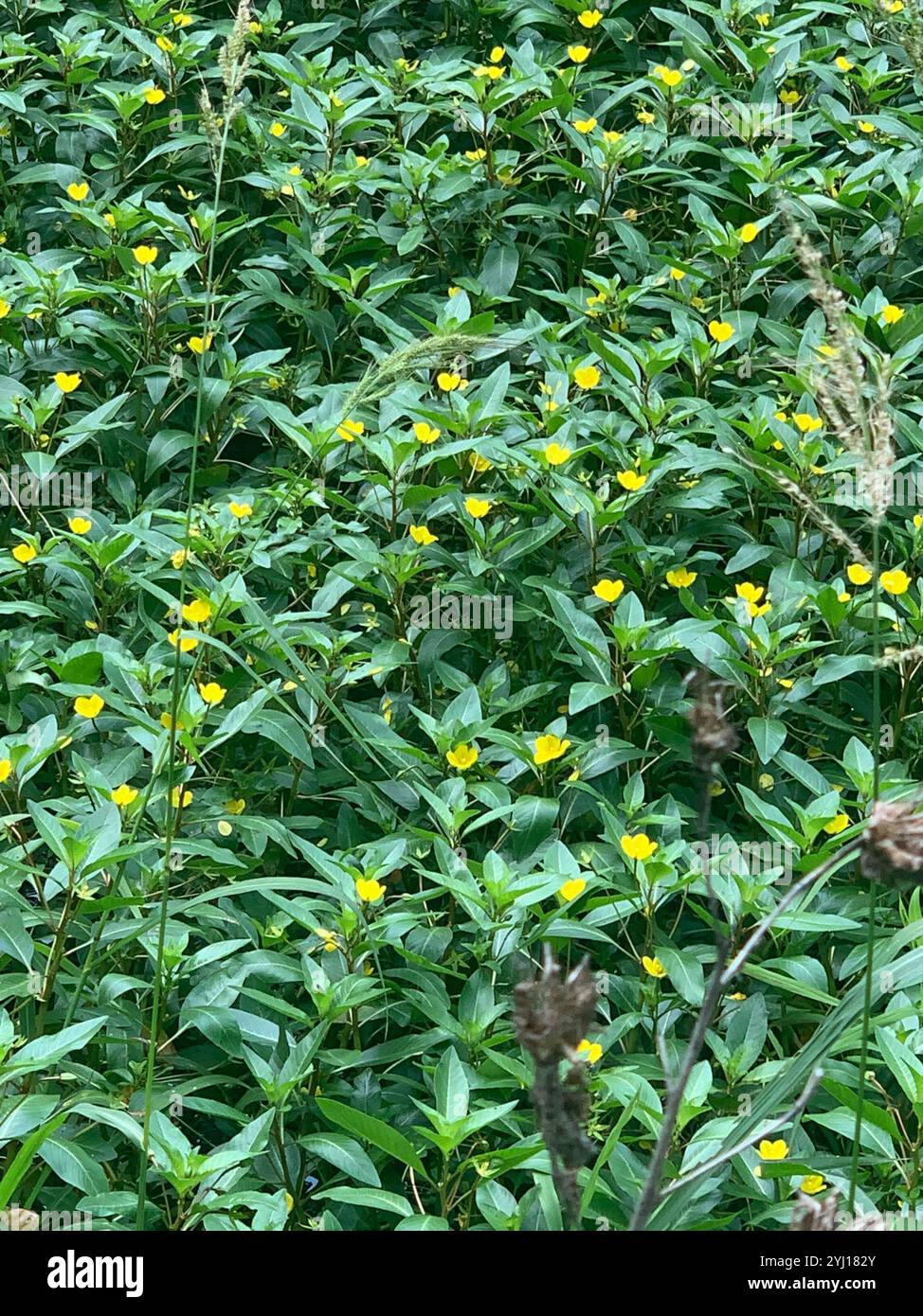 floating primrose-willow (Ludwigia peploides Stock Photo - Alamy