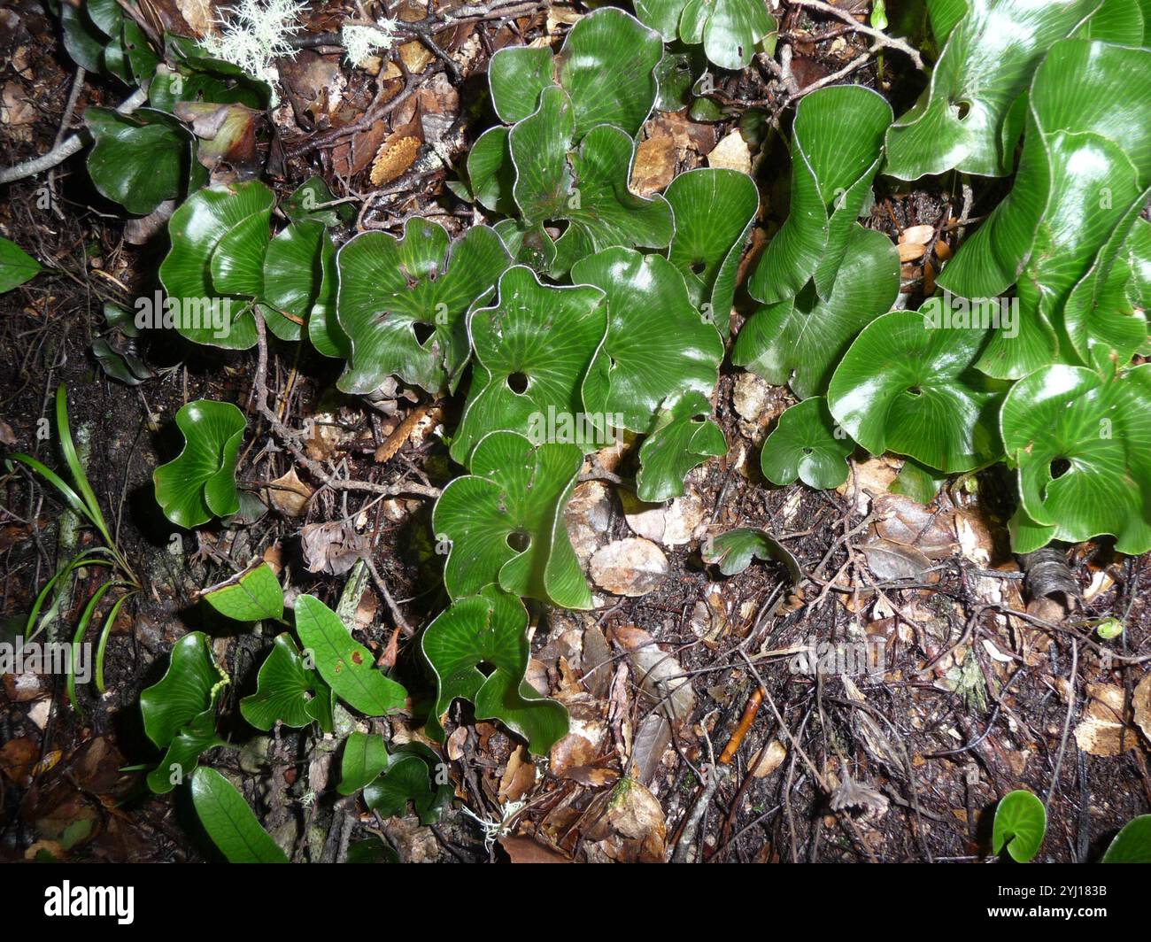 Kidney fern hi-res stock photography and images - Alamy
