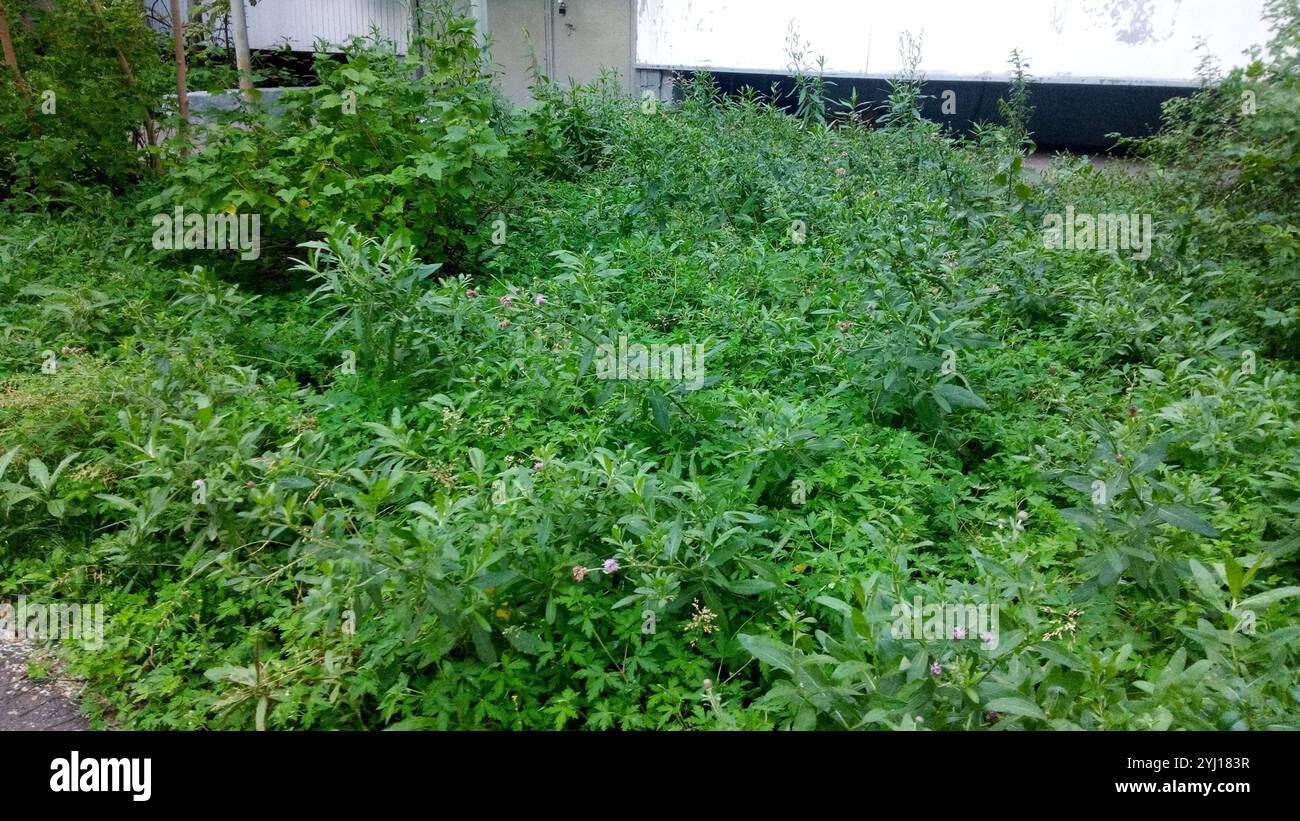 Siberian Crane's-bill (Geranium sibiricum Stock Photo - Alamy