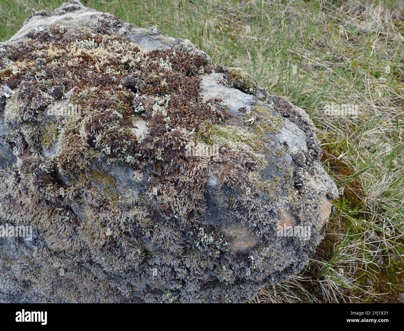 Woolly Fringe-moss (Racomitrium lanuginosum Stock Photo - Alamy