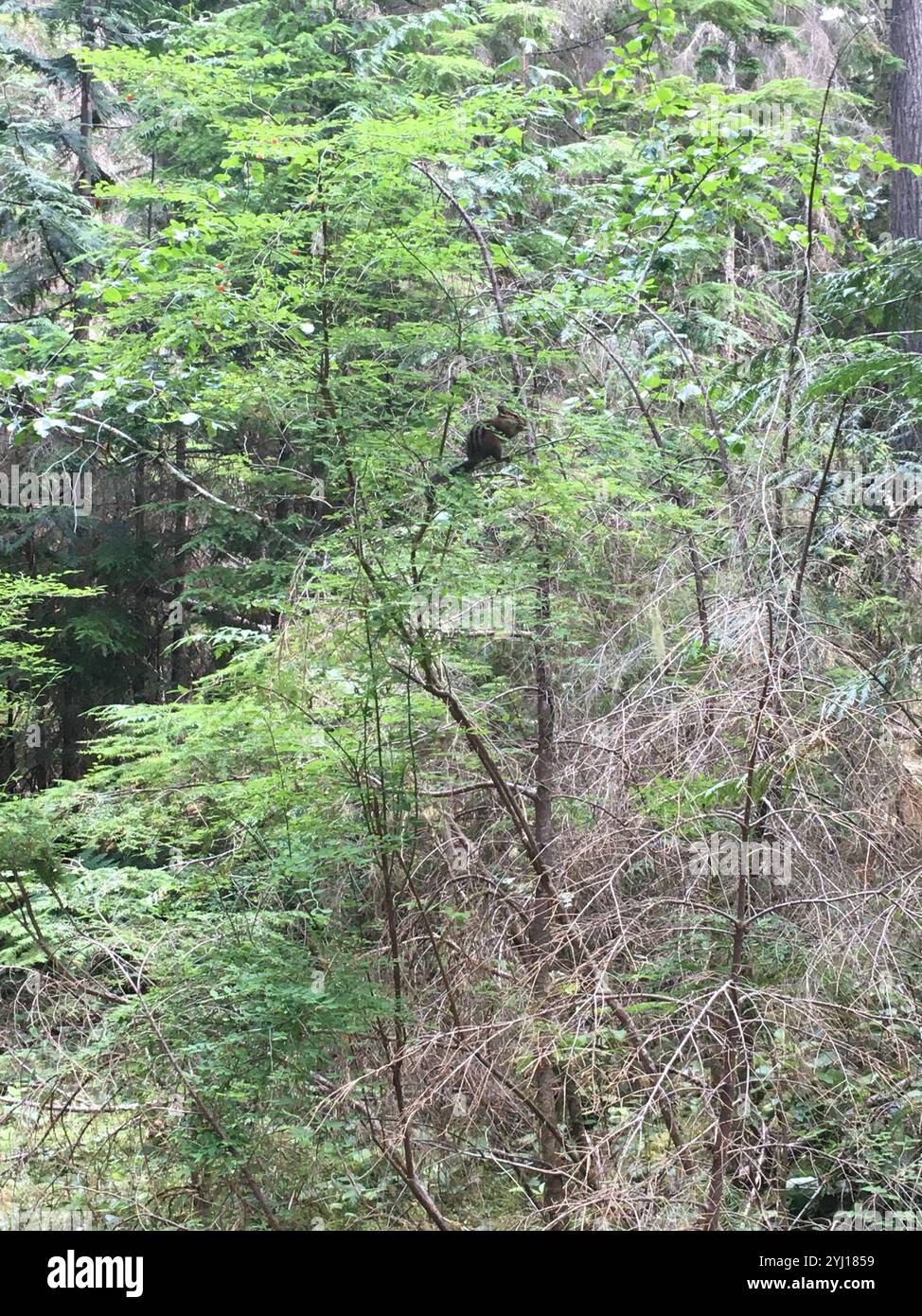 Townsend's Chipmunk (Neotamias townsendii Stock Photo - Alamy