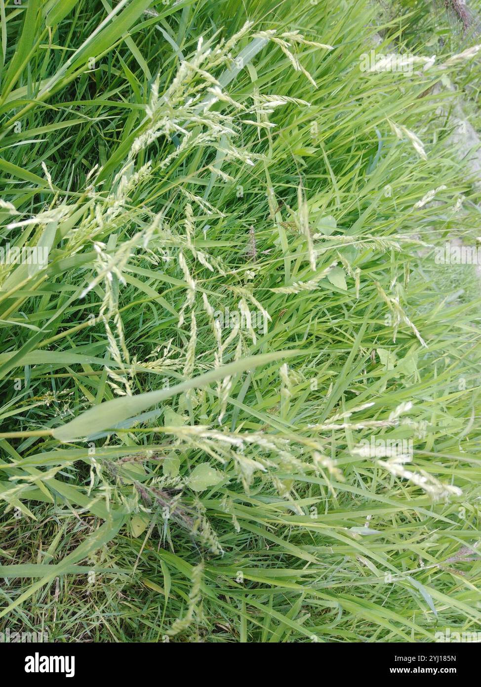 rice cutgrass (Leersia oryzoides Stock Photo - Alamy