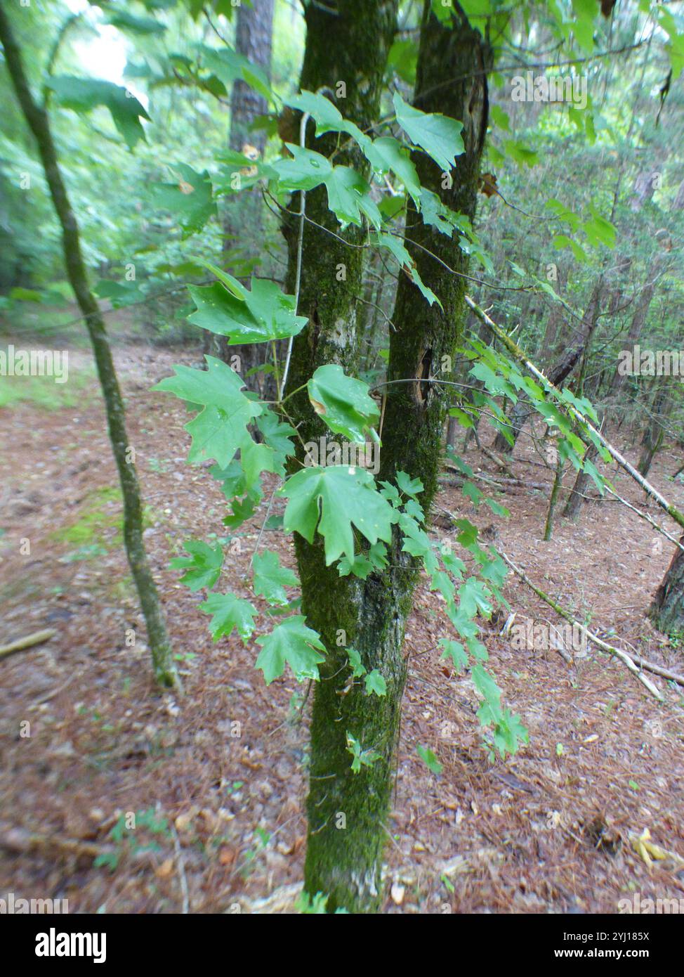 southern sugar maple (Acer floridanum Stock Photo - Alamy