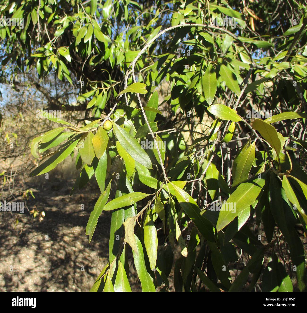 African olive (Olea europaea cuspidata Stock Photo - Alamy