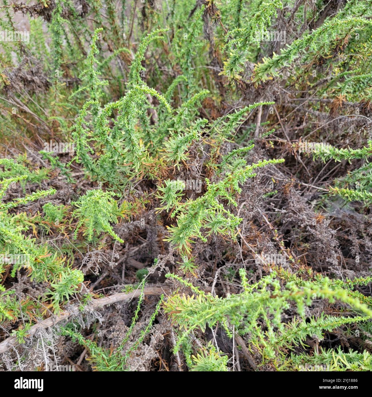 antispasmodic herb (Artemisia monosperma Stock Photo - Alamy