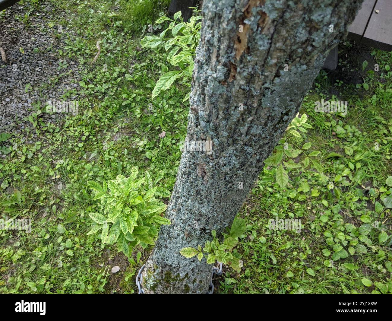 Emerald Ash Borer (Agrilus planipennis Stock Photo - Alamy