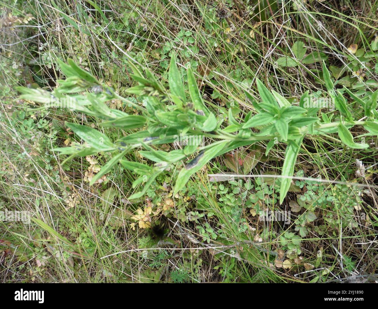 Common Gromwell (Lithospermum officinale Stock Photo - Alamy