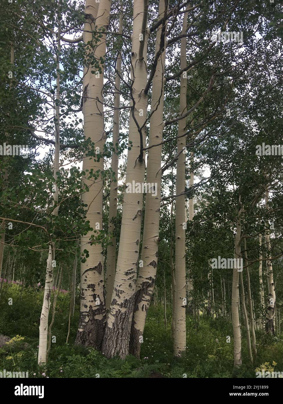 trembling aspen (Populus tremuloides Stock Photo - Alamy