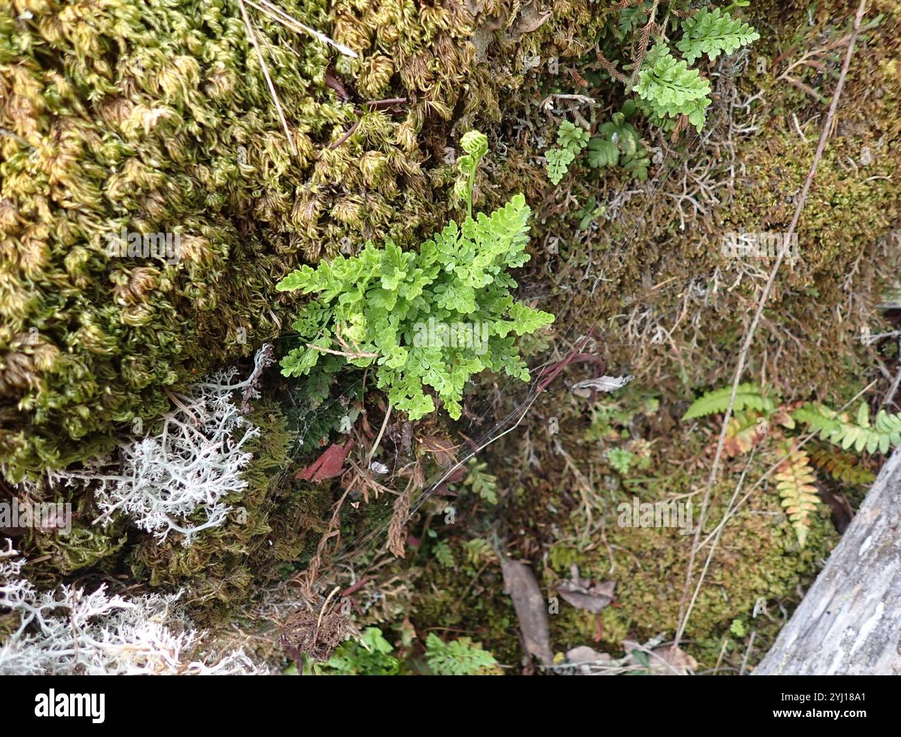 American parsley fern (Cryptogramma acrostichoides Stock Photo - Alamy