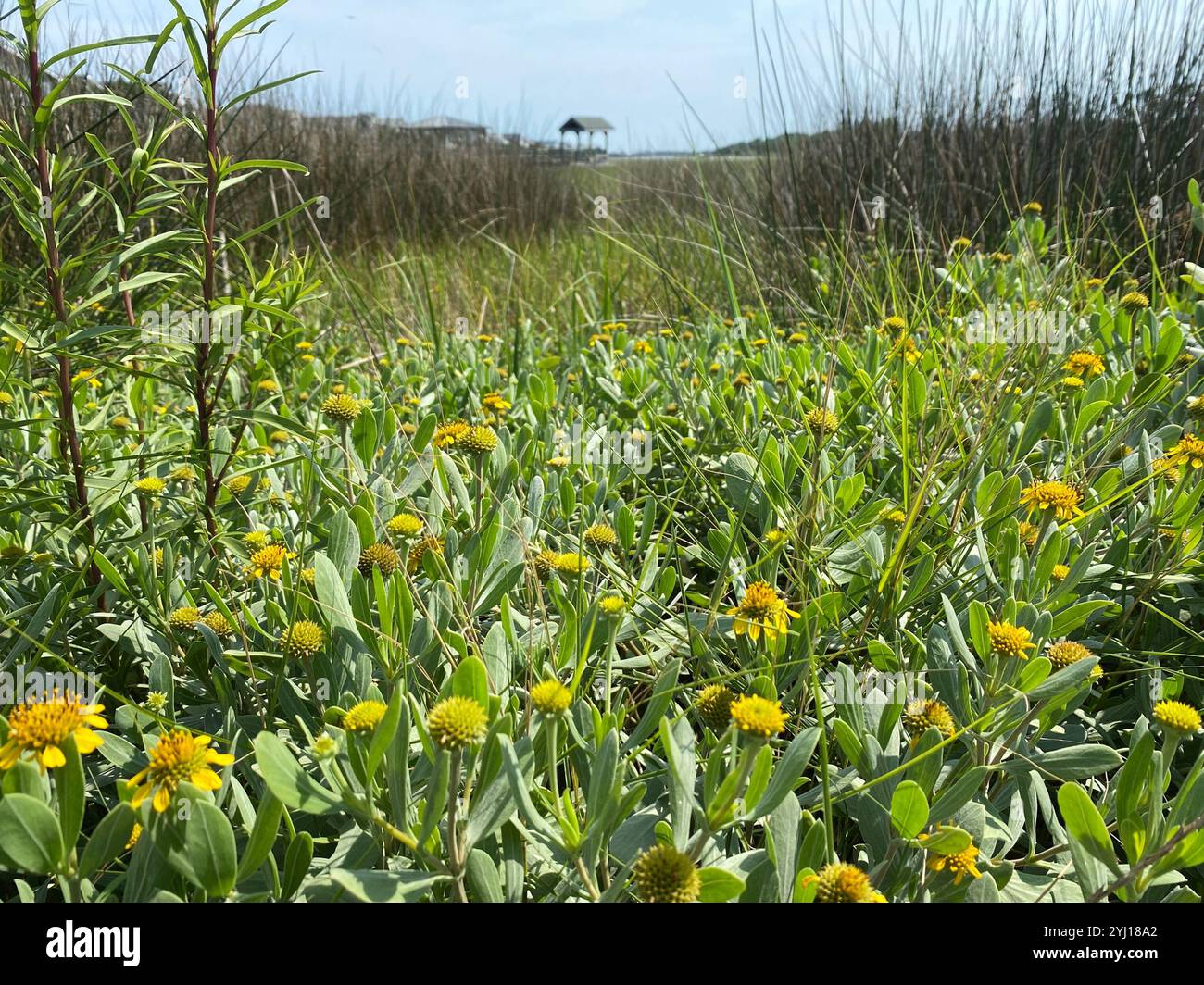 sea ox-eye (Borrichia frutescens Stock Photo - Alamy