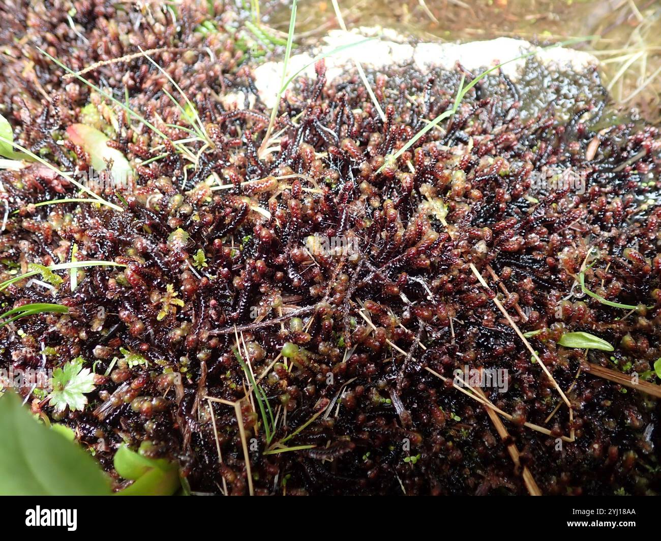 leafy and simple thalloid liverworts (Jungermanniopsida Stock Photo - Alamy