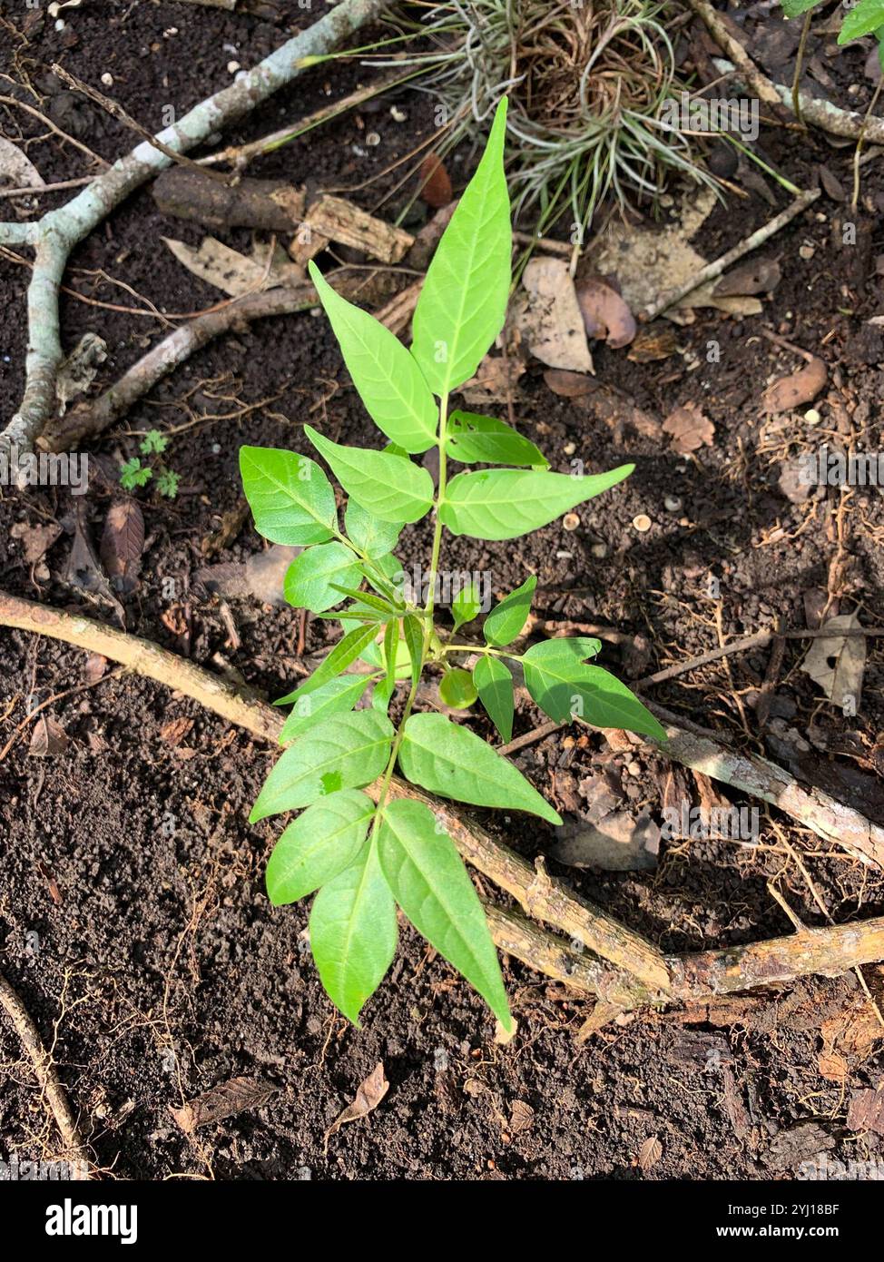 Arizona black walnut hi-res stock photography and images - Alamy