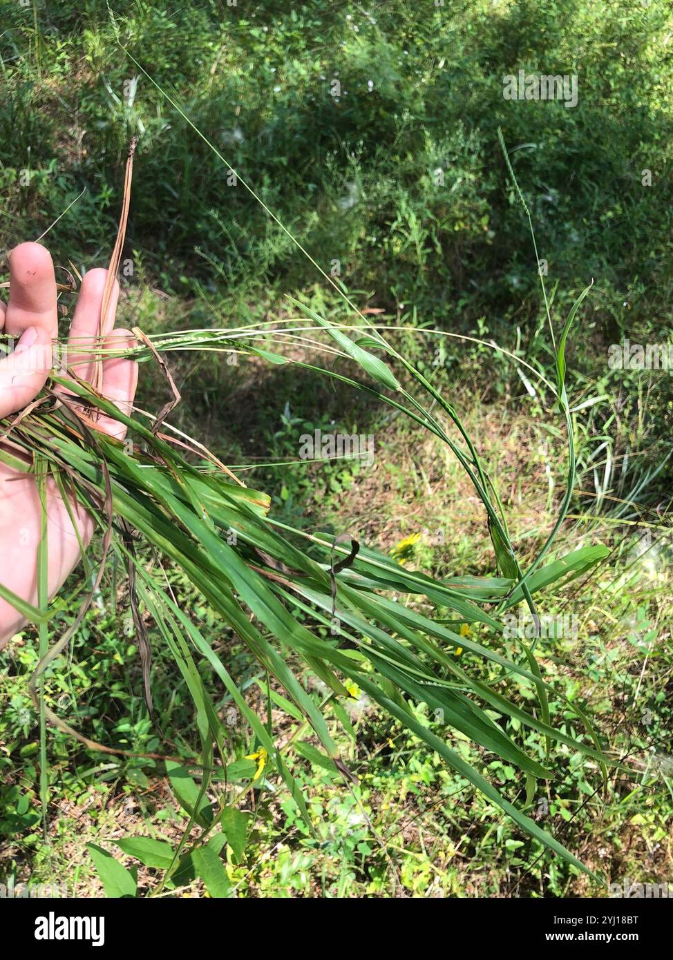 slender crown grass (Paspalum setaceum ciliatifolium Stock Photo - Alamy