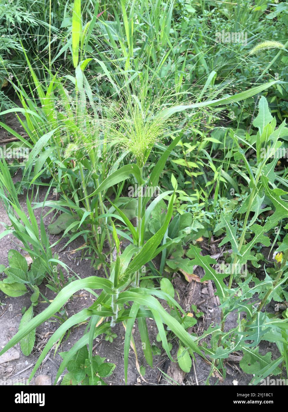 witch grass (Panicum capillare Stock Photo - Alamy
