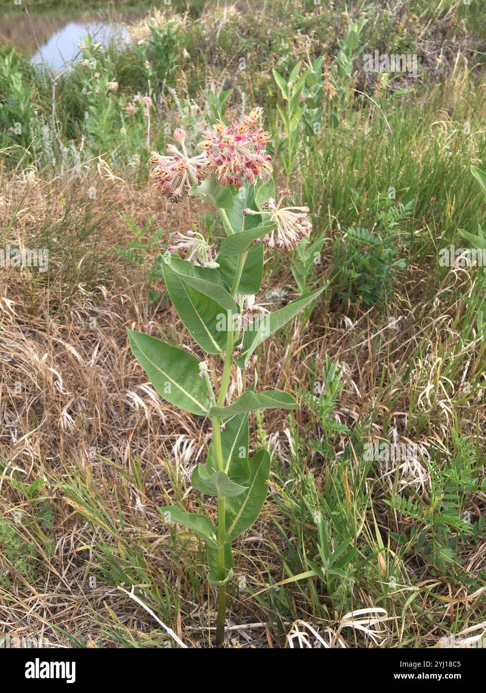 showy milkweed (Asclepias speciosa Stock Photo - Alamy