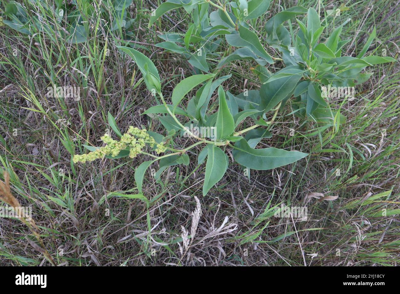 Altissimus hi-res stock photography and images - Alamy