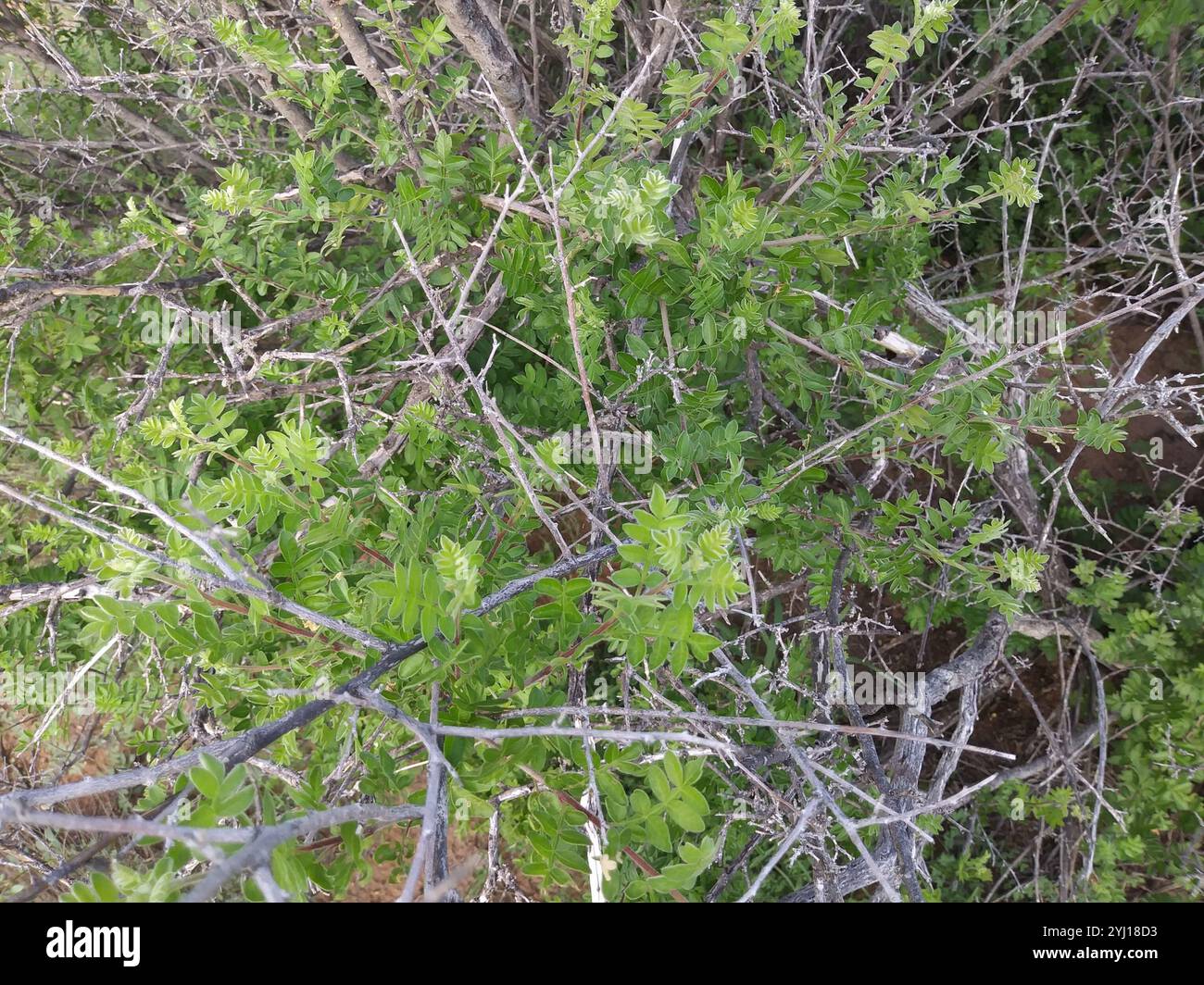 little leaf sumac (Rhus microphylla Stock Photo - Alamy