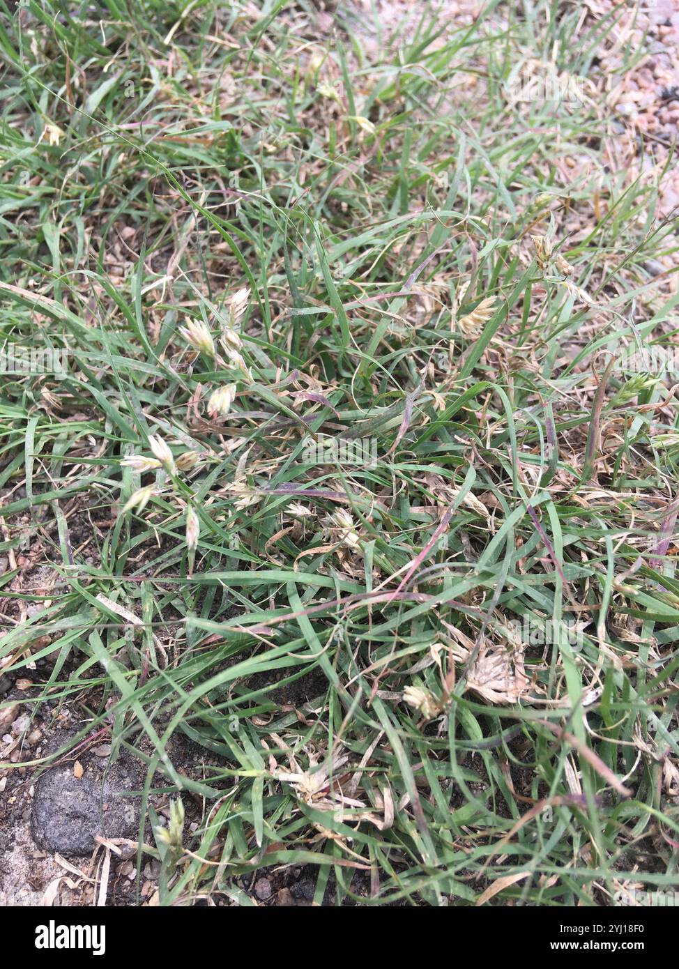 buffalograss (Bouteloua dactyloides Stock Photo - Alamy