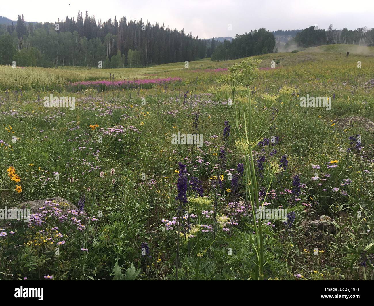 Subalpine Larkspur (Delphinium barbeyi Stock Photo - Alamy