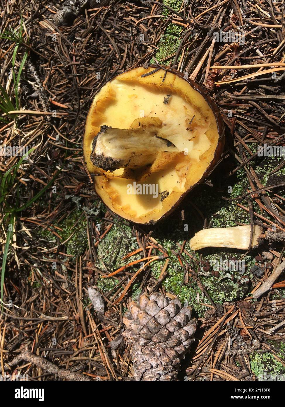 Blue-staining Slippery Jack (Suillus tomentosus Stock Photo - Alamy