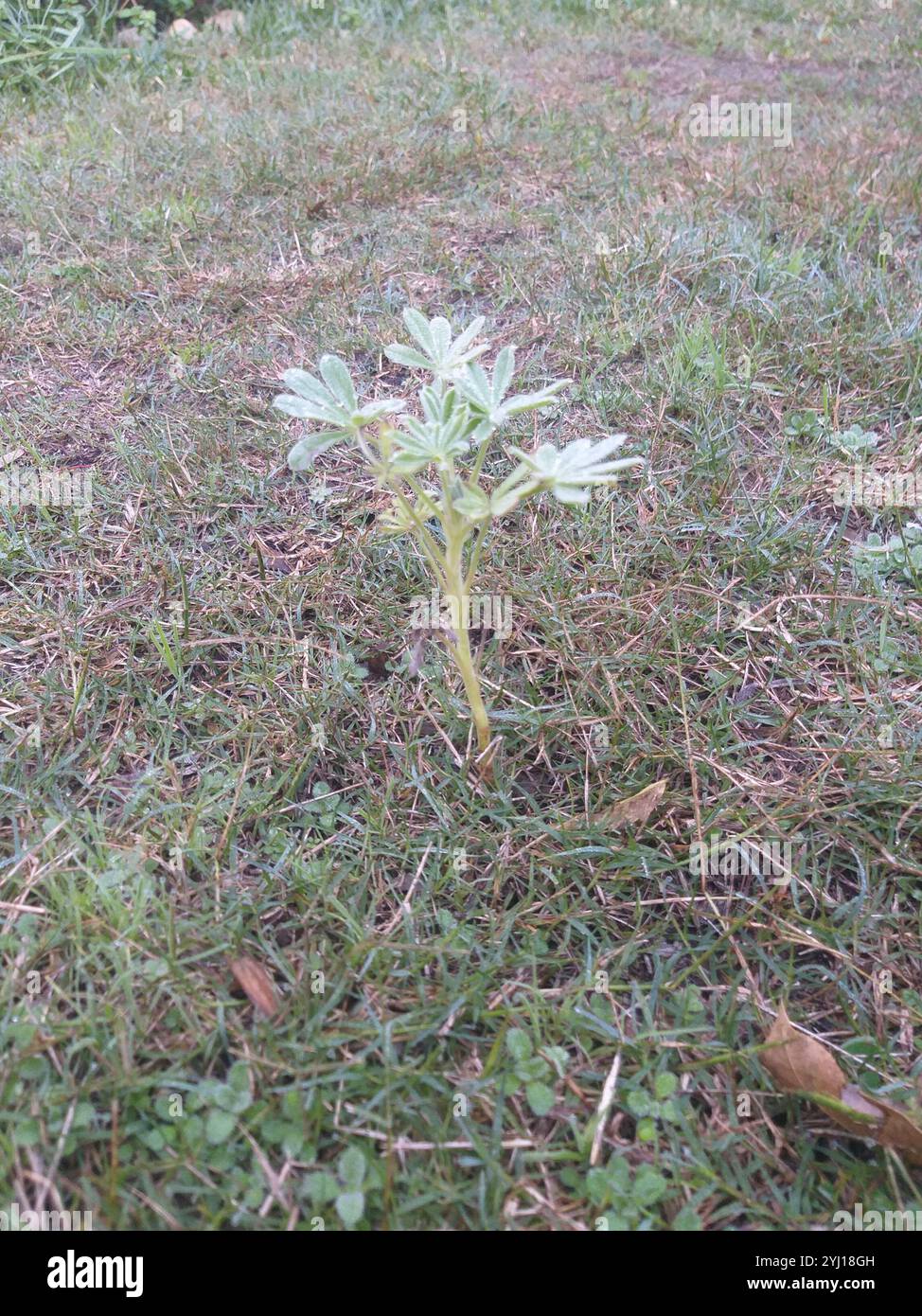 Sandplain hi-res stock photography and images - Alamy