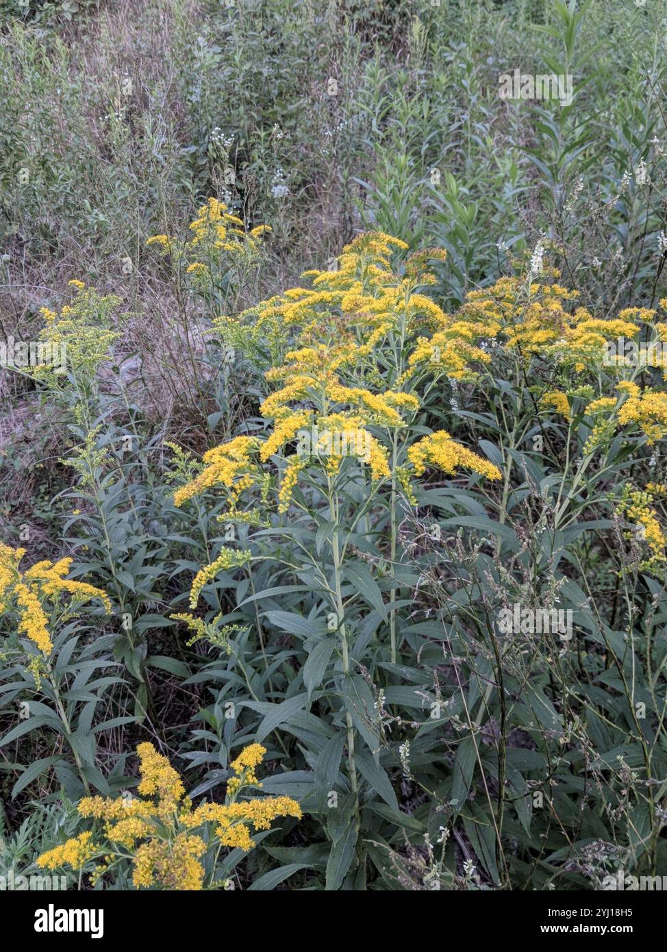 giant goldenrod (Solidago gigantea Stock Photo - Alamy