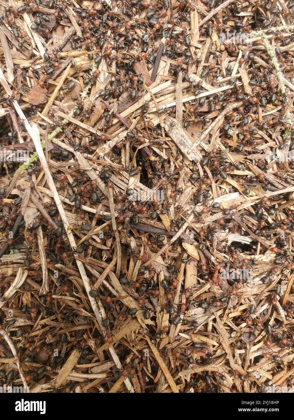 Western Thatching Ant (Formica obscuripes Stock Photo - Alamy