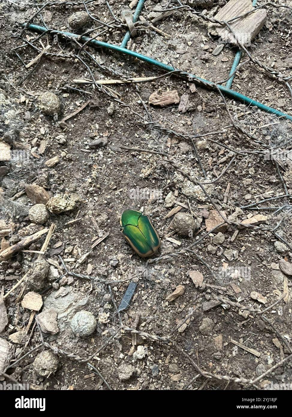 Common Green June Beetle (Cotinis nitida Stock Photo - Alamy